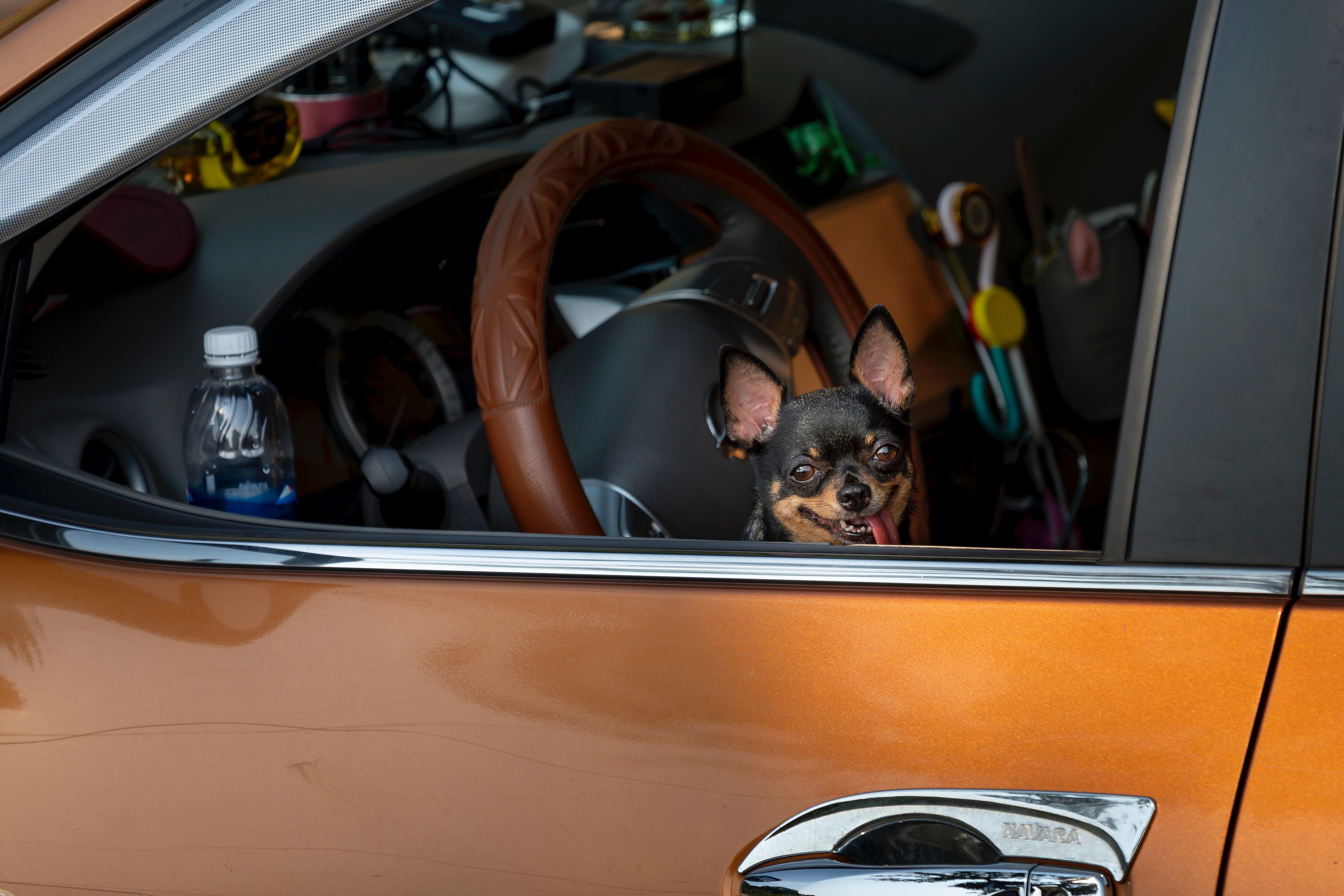 Pet Travel Safety 101: Preparing Your Vehicle for a Furry Companion